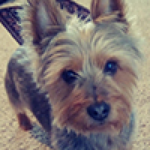 Kaliko Cats: A Complete Guide To Calico Cats