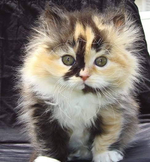 What Is A Male Calico Cat?
