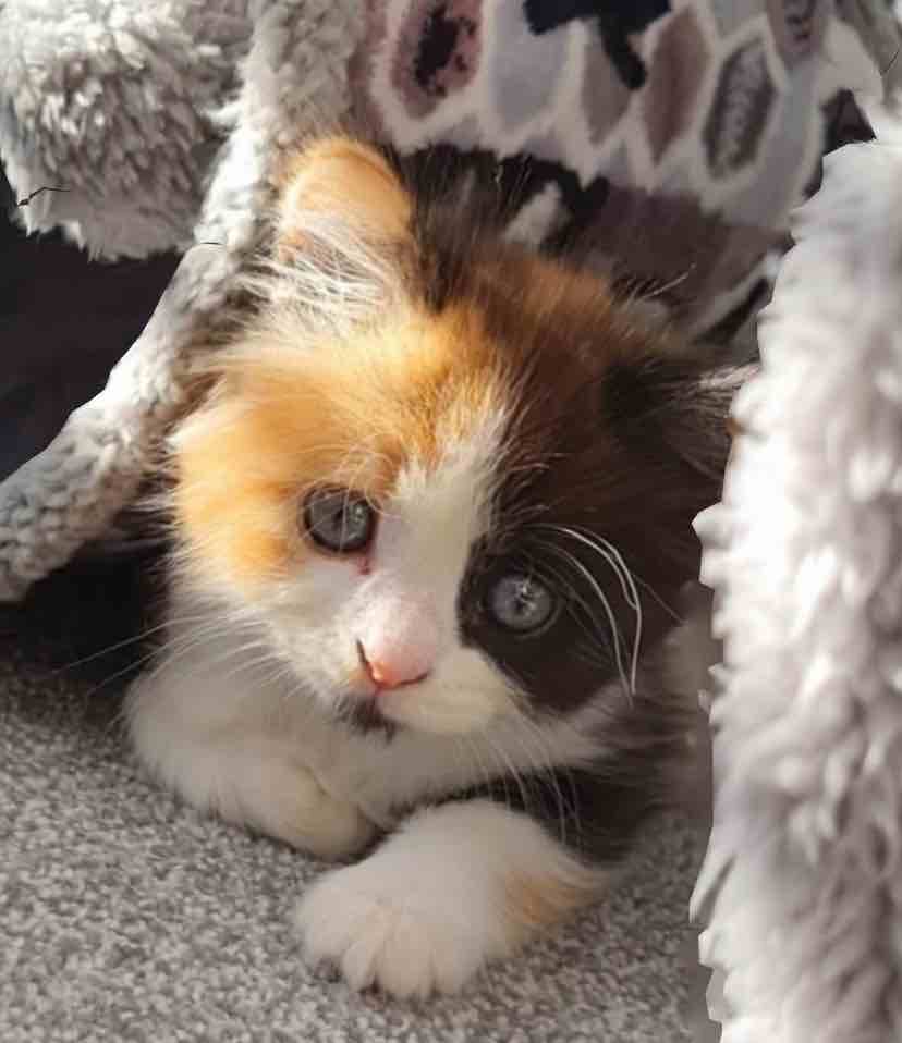 Cat Care Tips for Beginners: A Comprehensive Guide