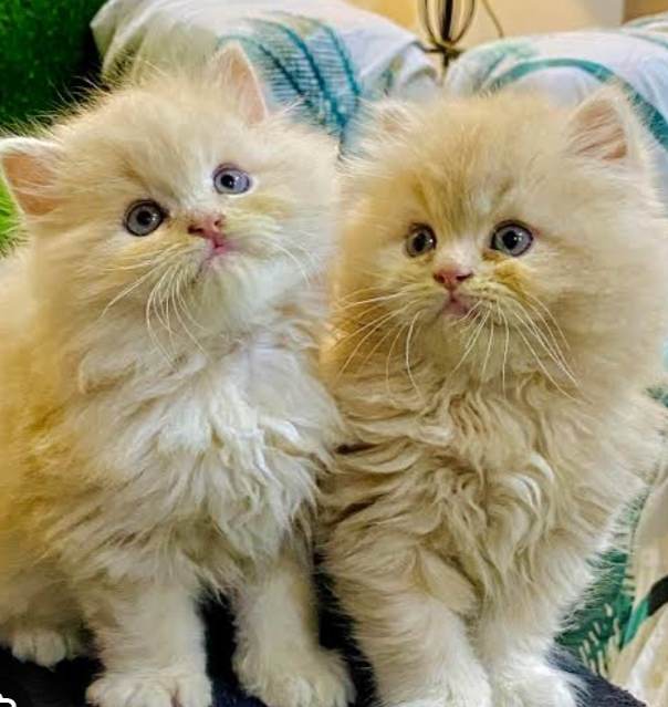 Why Are All Calico Cats Female