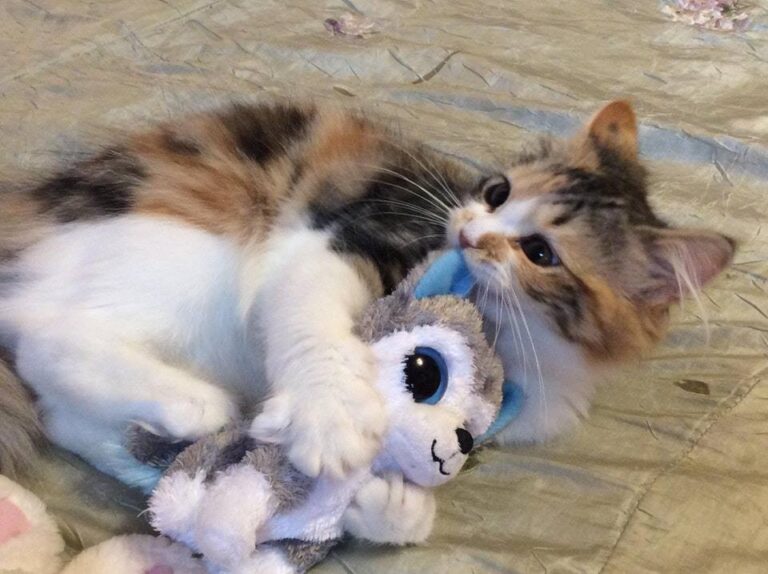 Male Tortoiseshell Cats Are Rare And Usually Sterile