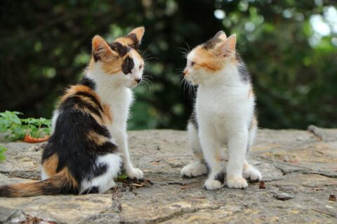 Male Calico Cat | Trusted Source For Distinctive Cat Breeds