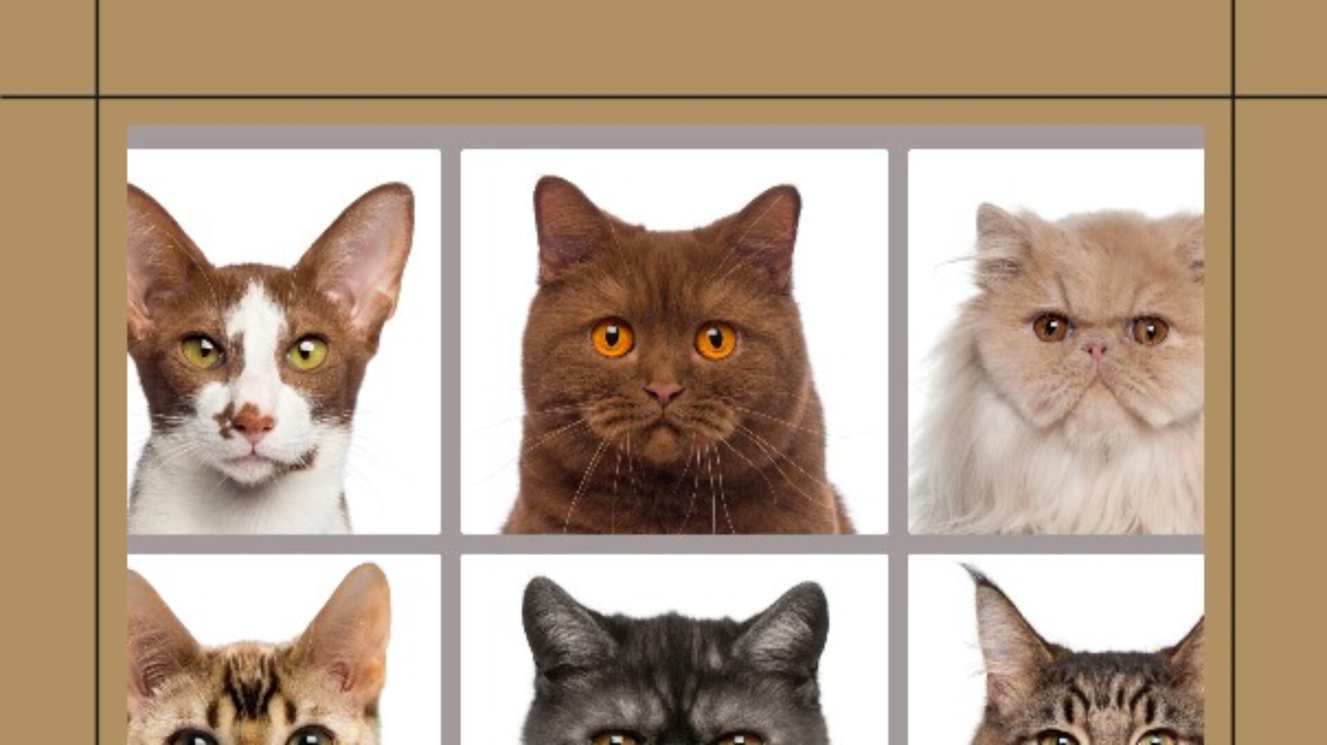 Kaliko Katze Everything You Need To Know