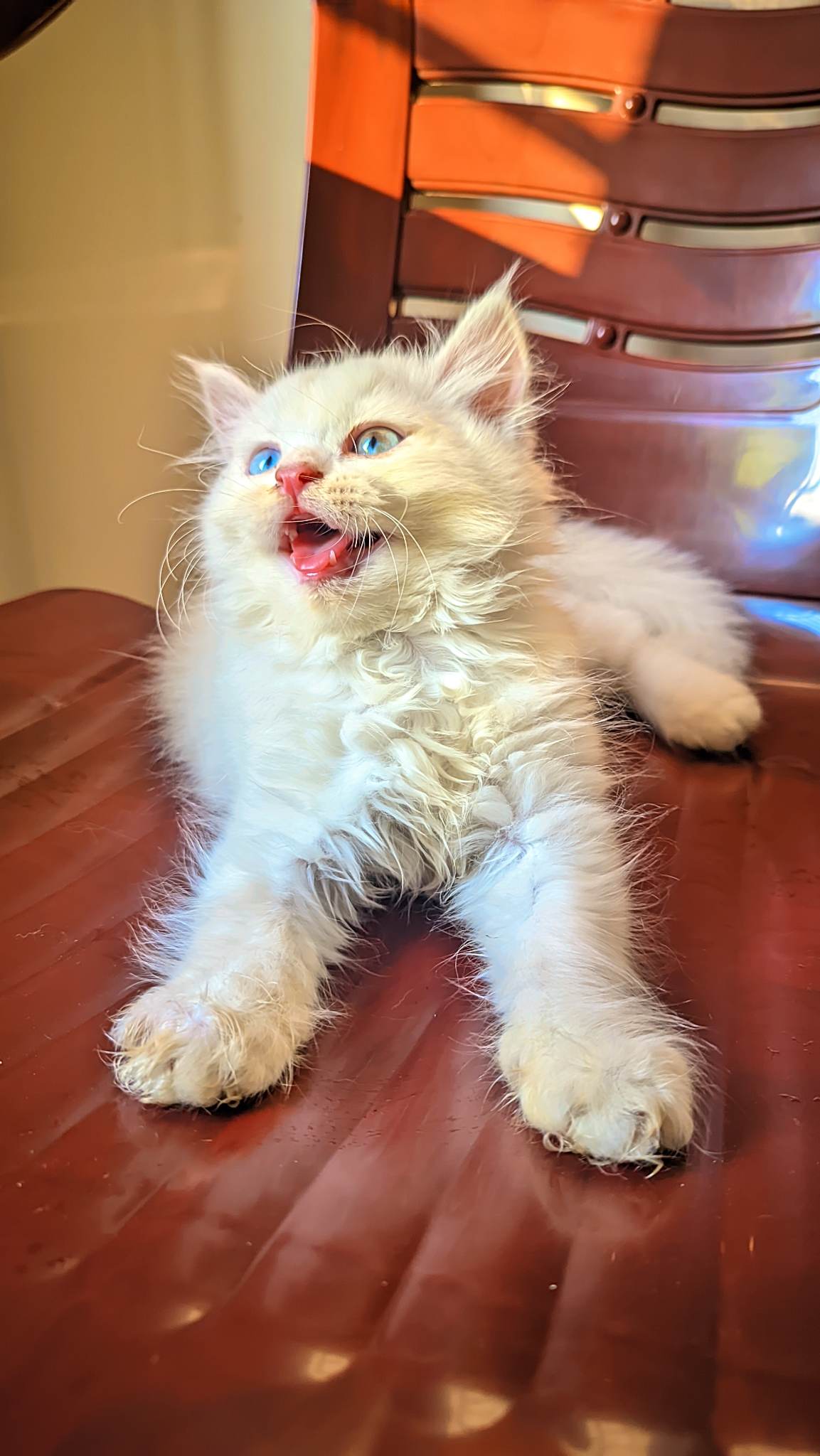 Funny Cat Pictures: Best Cat Pictures & Images