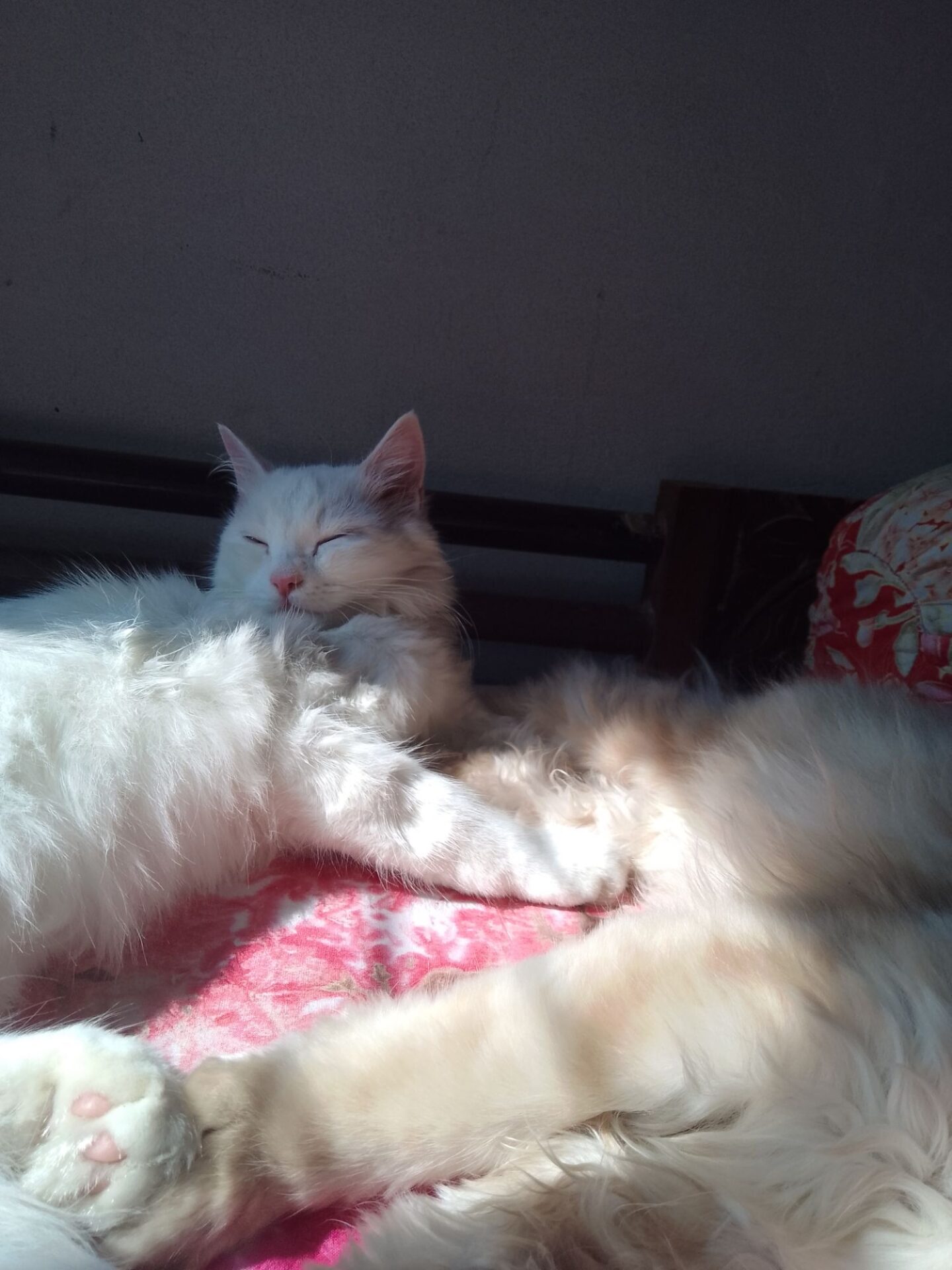 Cat Physical Characteristics Everything You Need To Know