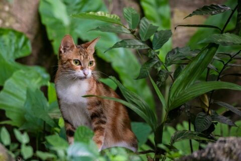 Male Calico Cat | Trusted Source For Distinctive Cat Breeds