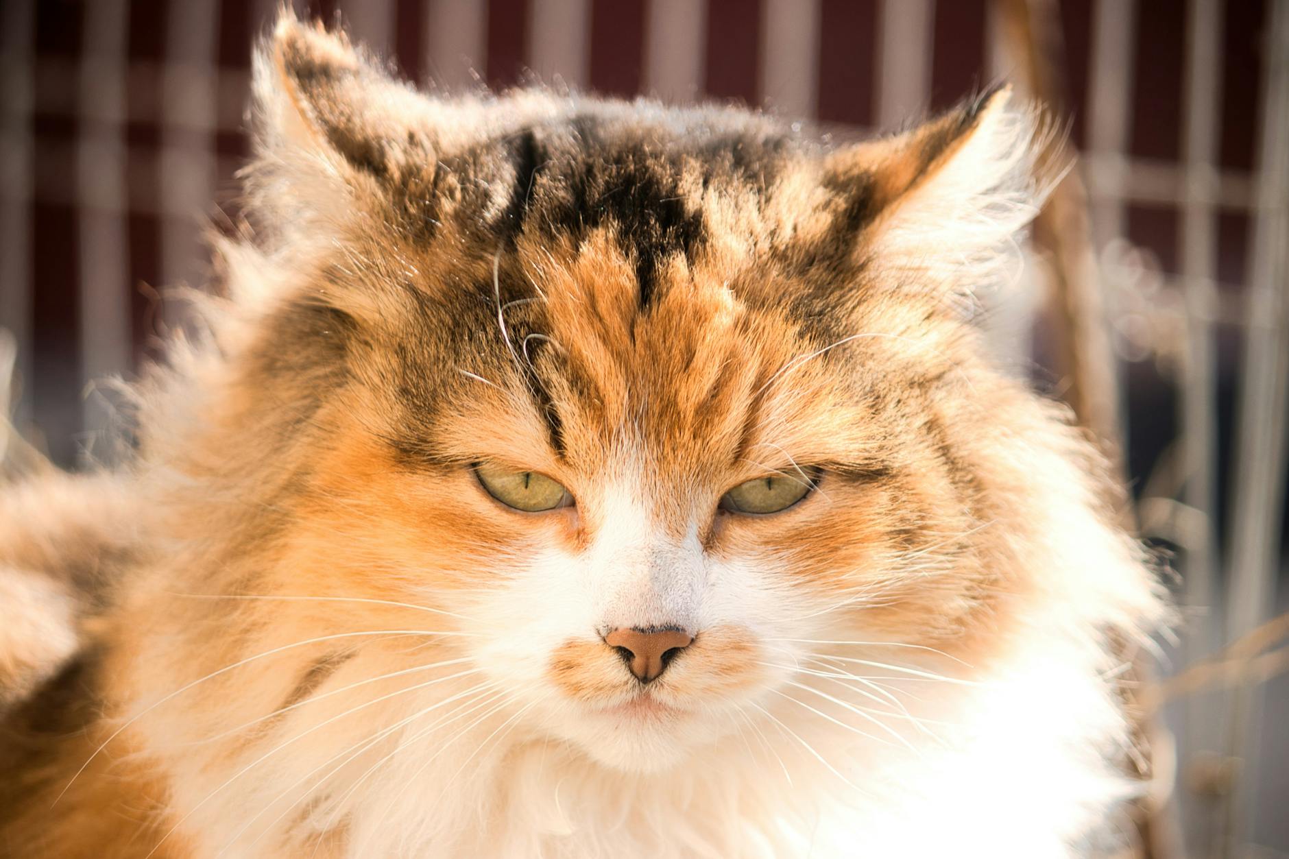 Calico Long Haired Cat: Lifespan, Rarest type, Health & Personality